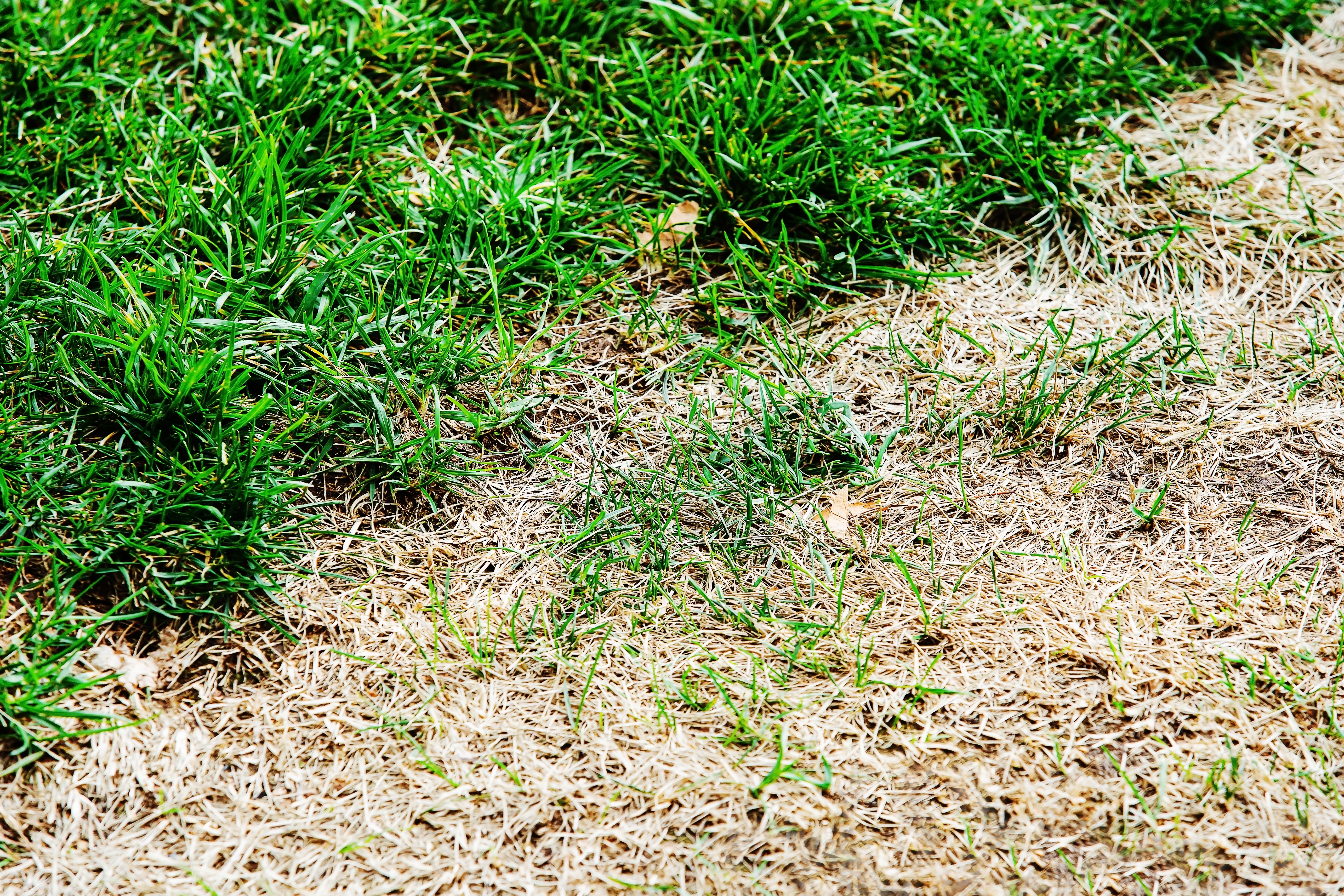 Your handy guide to lawn diseases in Europe | Kawasaki Engines