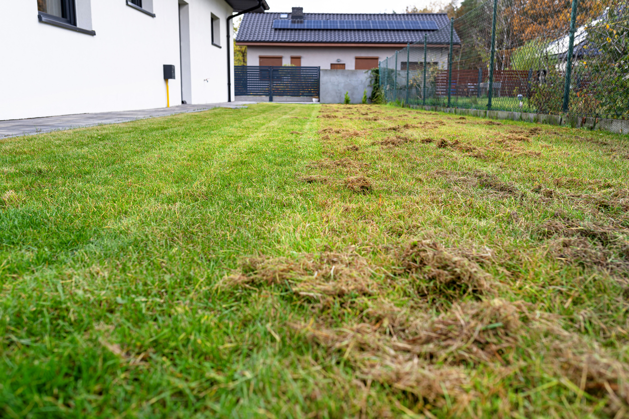 When should you scarify a lawn? | Kawasaki Engines